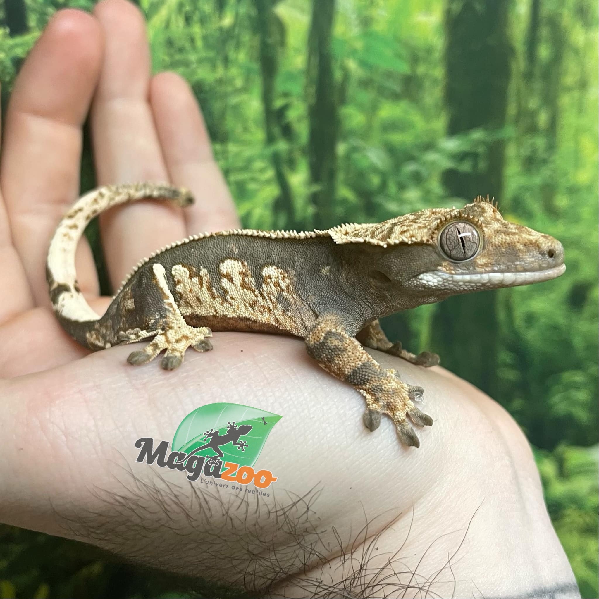 Pinstripe Harlequin Female Juvenile Crested Gecko #2 - Magazoo, the ...