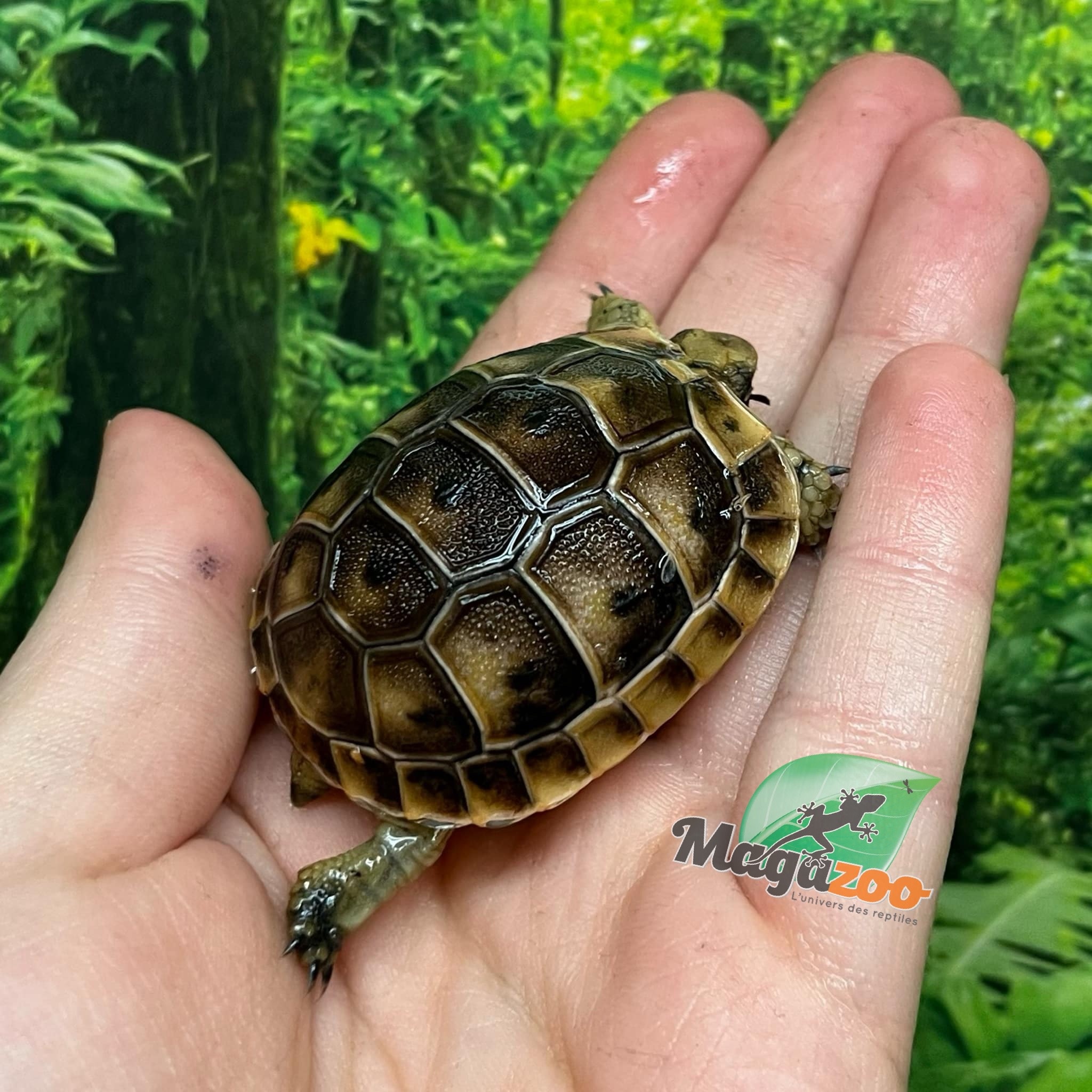 Baby Black Greek Tortoise (Captive born) #1 - Magazoo, the Universe of ...