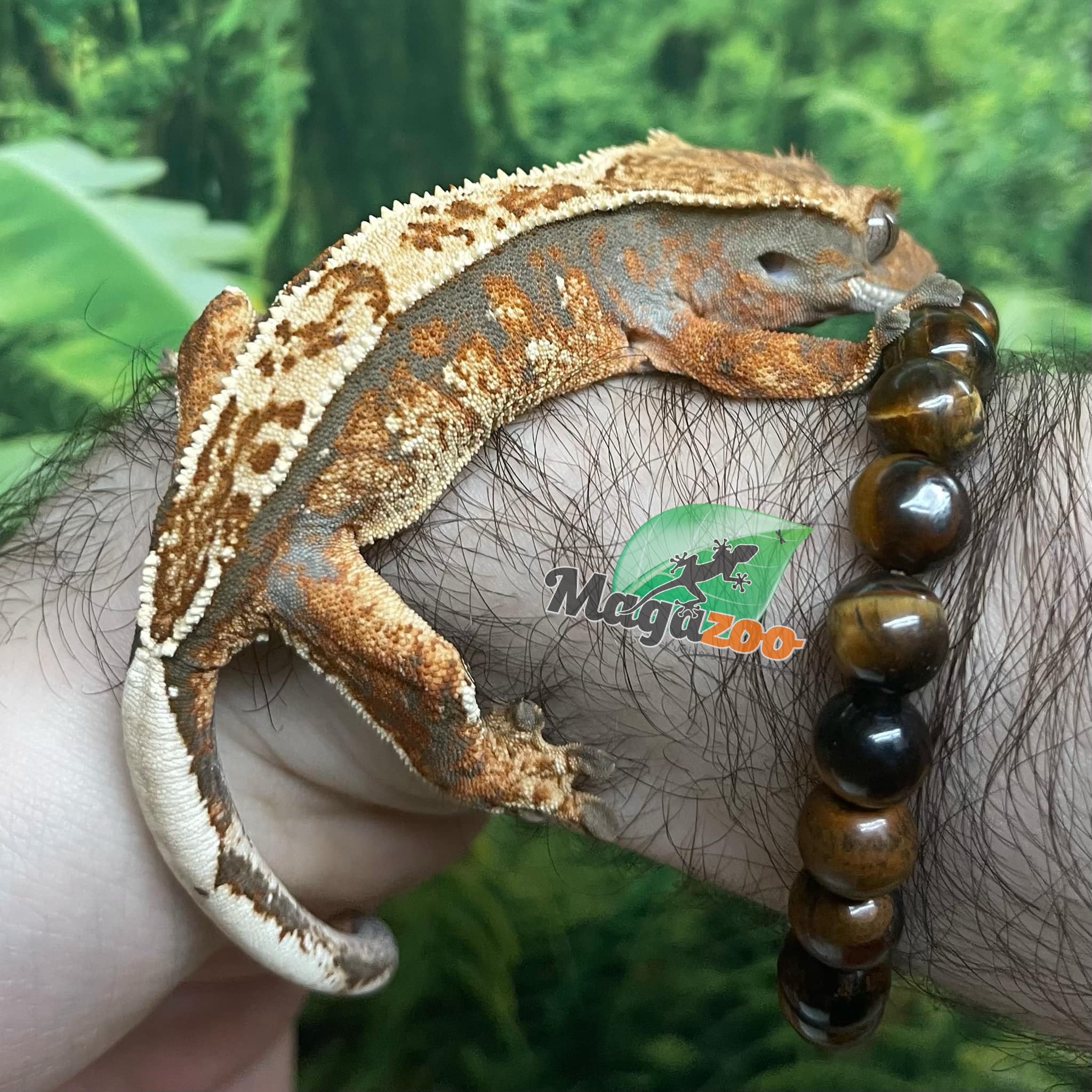 Pinstripe Harlequin Female Juvenile Crested Gecko #3 - Magazoo, the ...