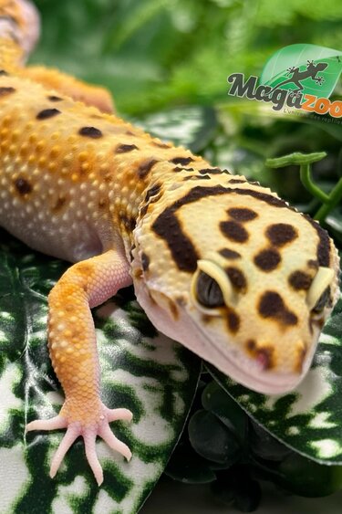 Lézards - Magazoo, l'Univers des Reptiles