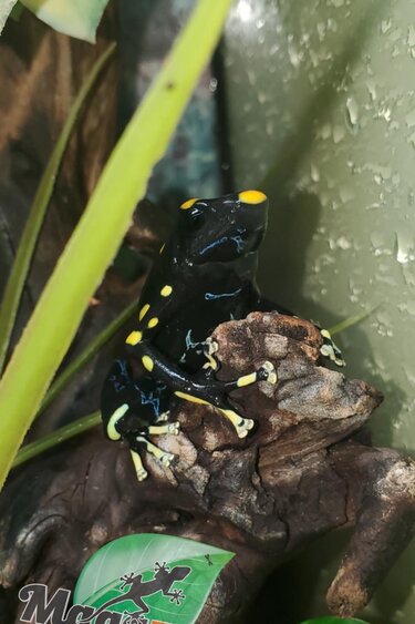 Amphibiens - Magazoo, l'Univers des Reptiles