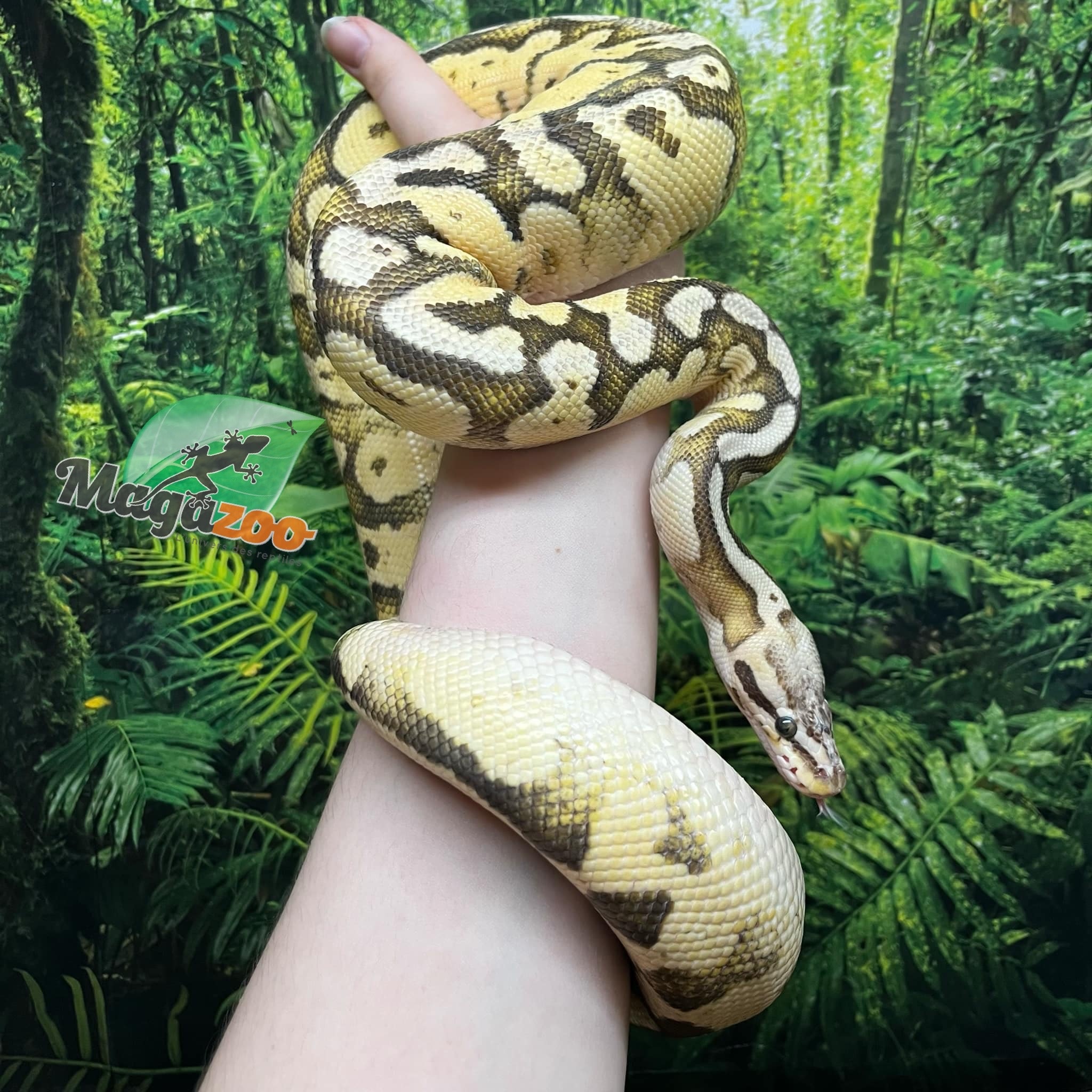 Python royal FireFly Mâle (5 ans) / Adoption - 2ième chance - Magazoo ...