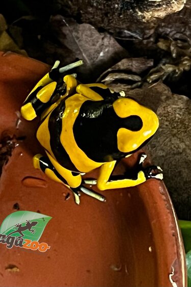 Amphibiens - Magazoo, l'Univers des Reptiles