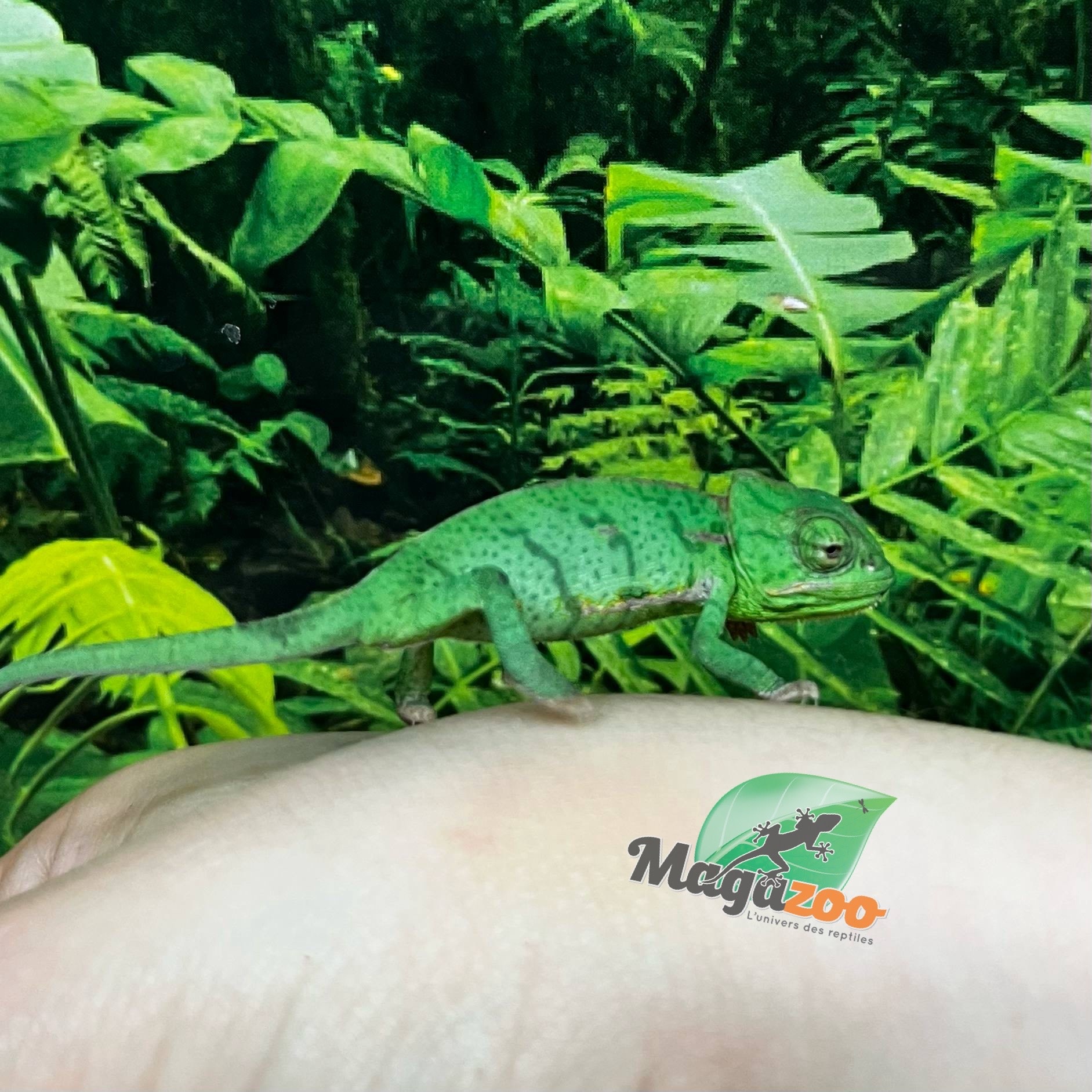 Baby Veiled Chameleon Captive Born 2025 #3 - Magazoo, the Universe of ...
