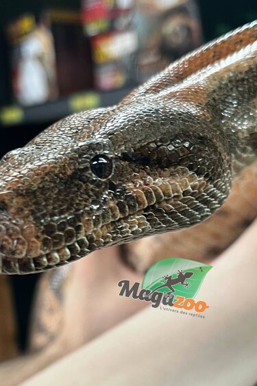 Adoption - 2nd chance - Magazoo, the Universe of Reptiles
