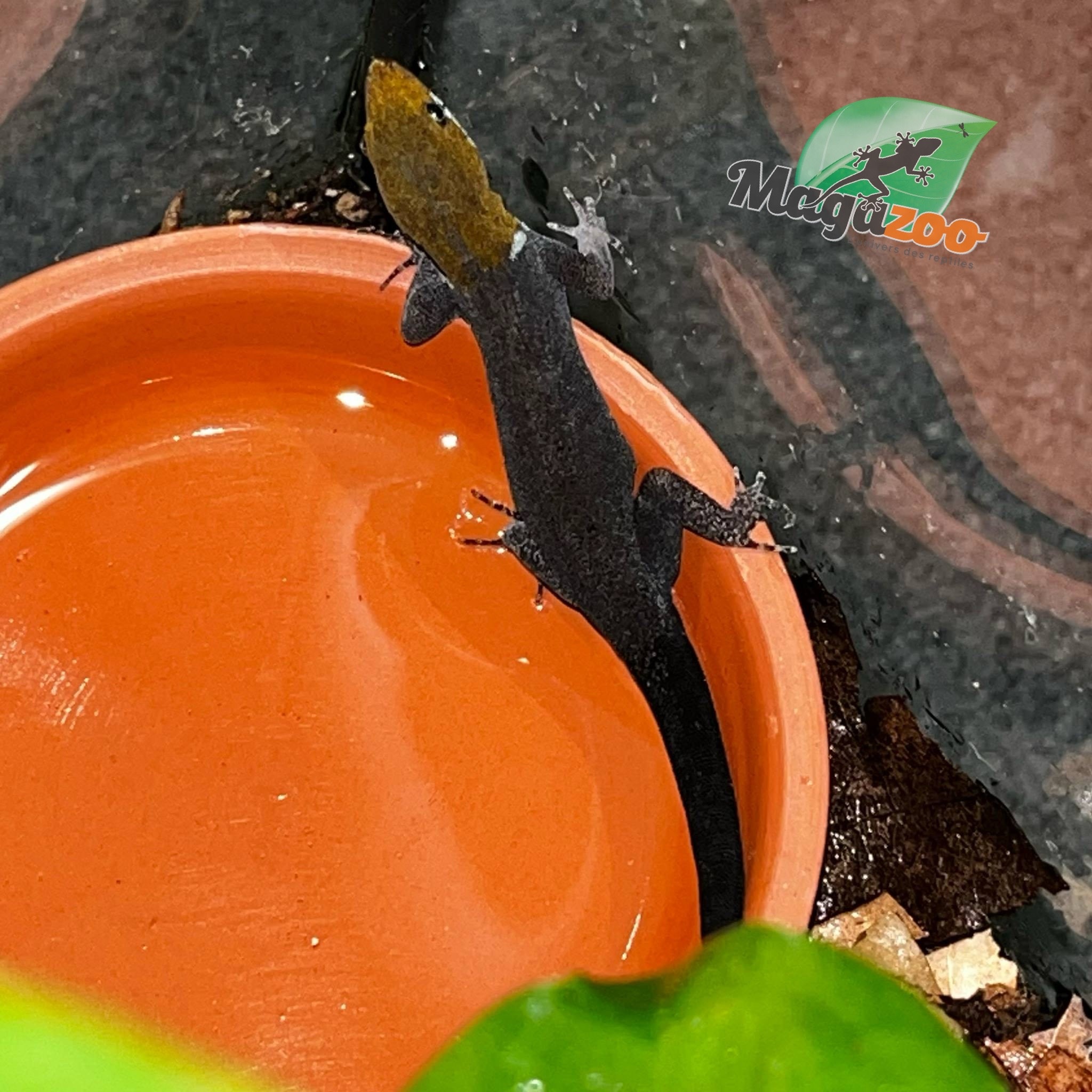 Male Yellow-Headed Gecko - Magazoo, the Universe of Reptiles