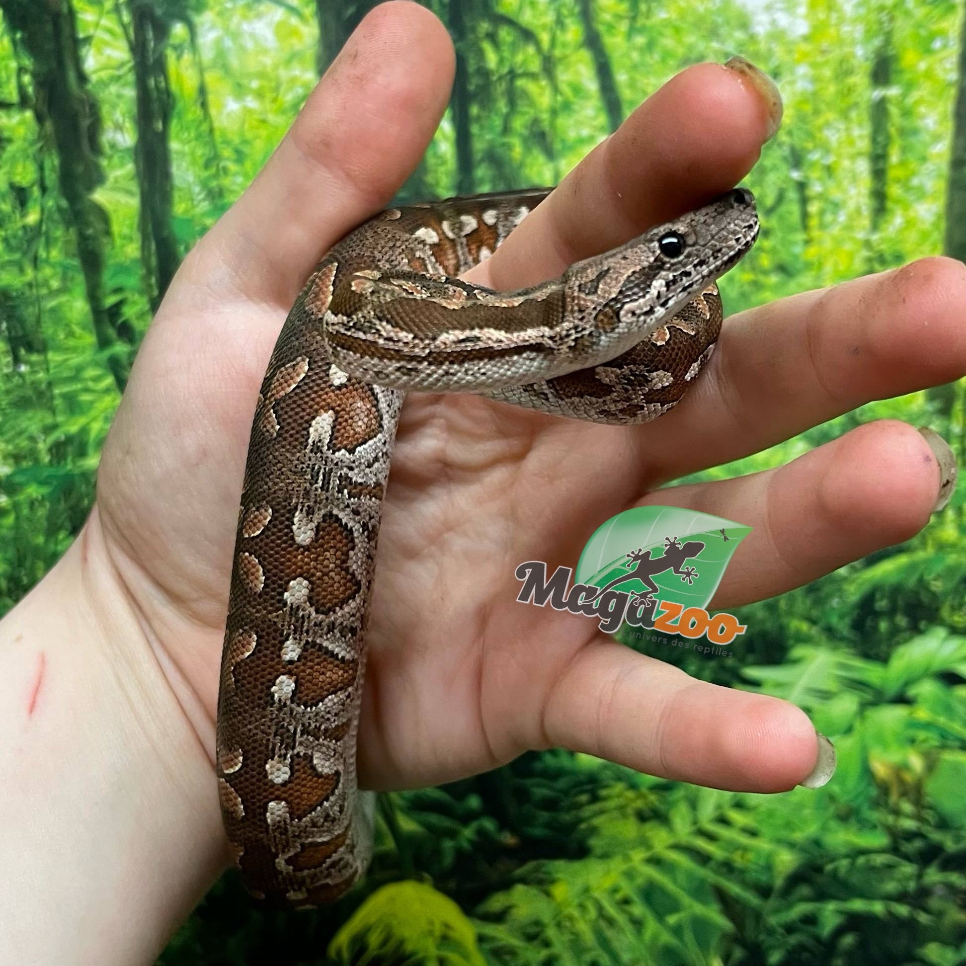 Male baby 2024 Dumeril's Boa Baby (captive born) #3 - Magazoo, the ...