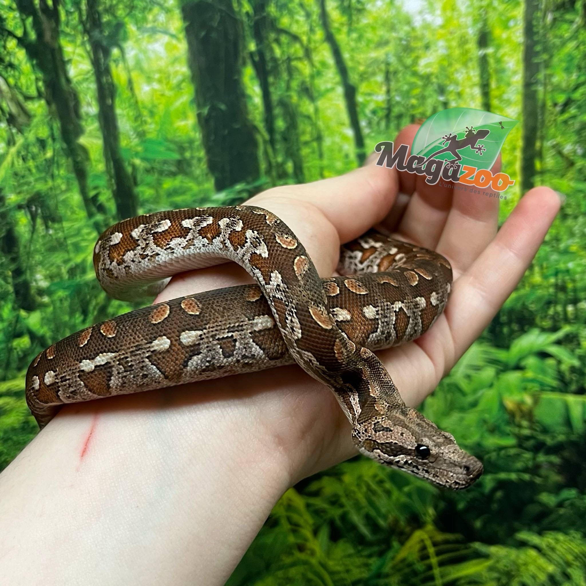 Male baby 2024 Dumeril's Boa Baby (captive born) #3 - Magazoo, the ...