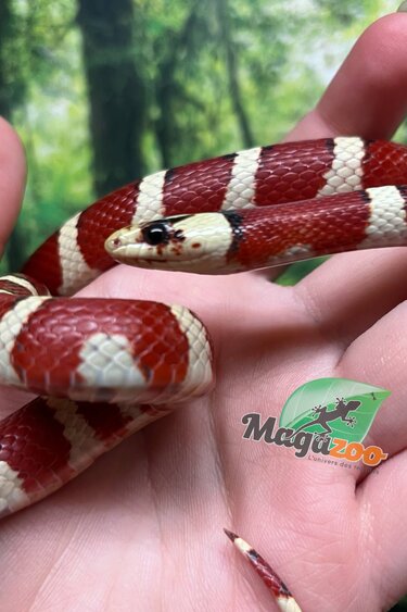 Adoption - 2nd chance - Magazoo, the Universe of Reptiles