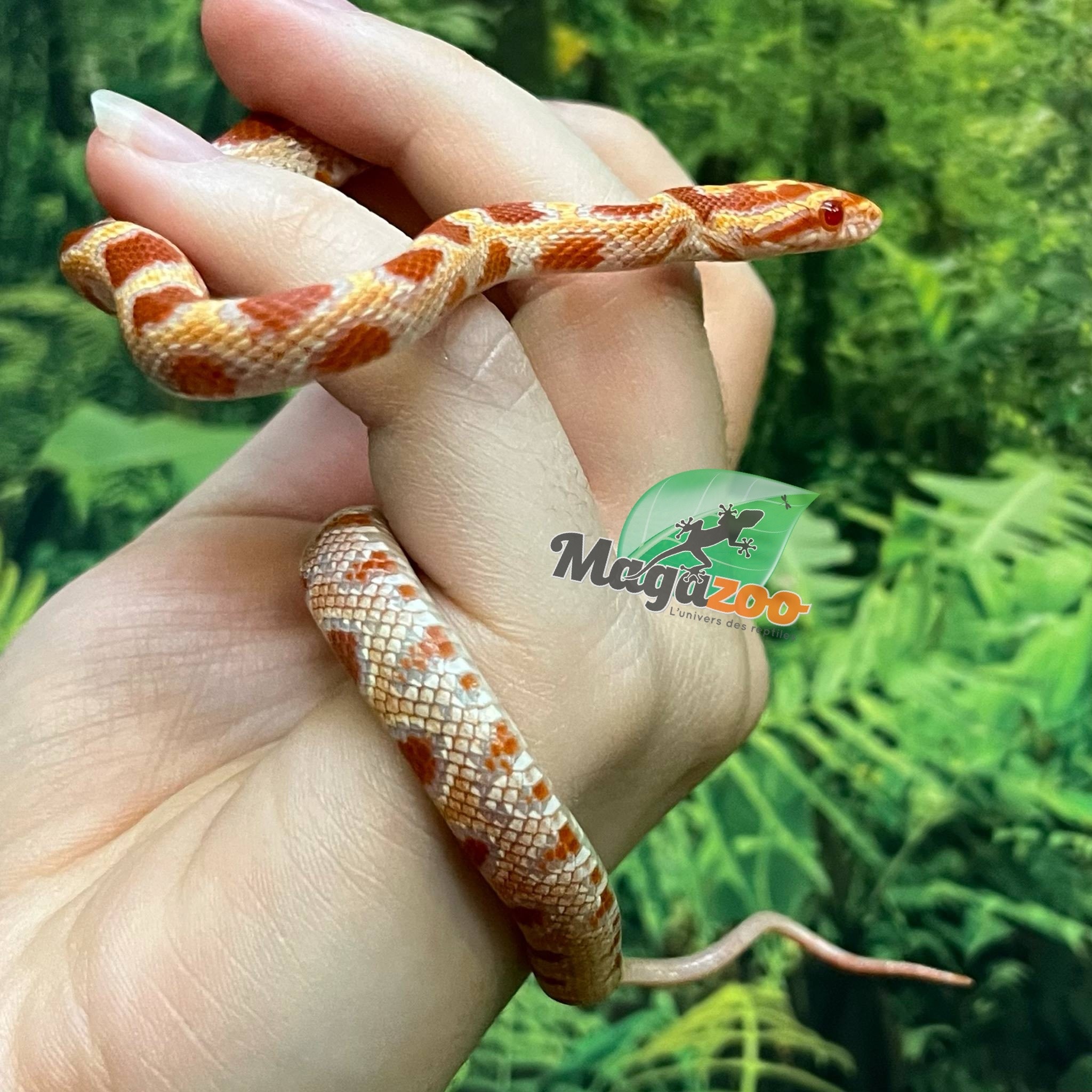 Amel het. Scaleless Female Corn snake (08-14-2024) - Magazoo, the Universe of Reptiles