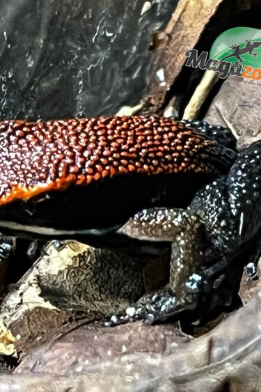 Amphibiens - Magazoo, l'Univers des Reptiles