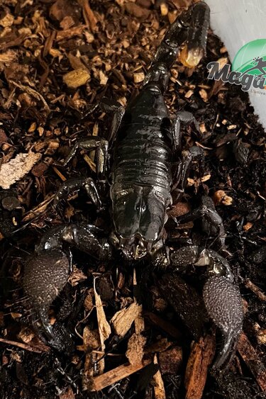 Scorpion - Centipede - Magazoo, the Universe of Reptiles