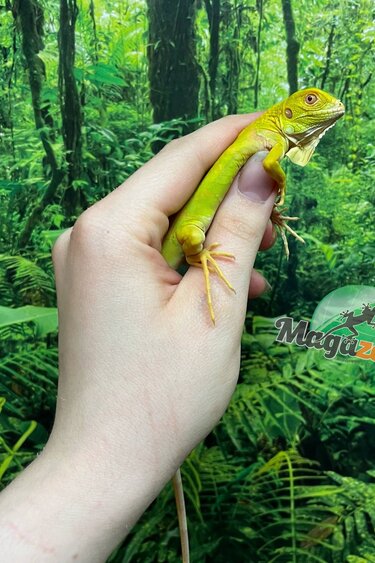 Lézards - Magazoo, l'Univers des Reptiles