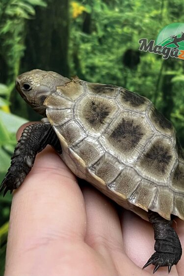 Tortoises - Magazoo, the Universe of Reptiles