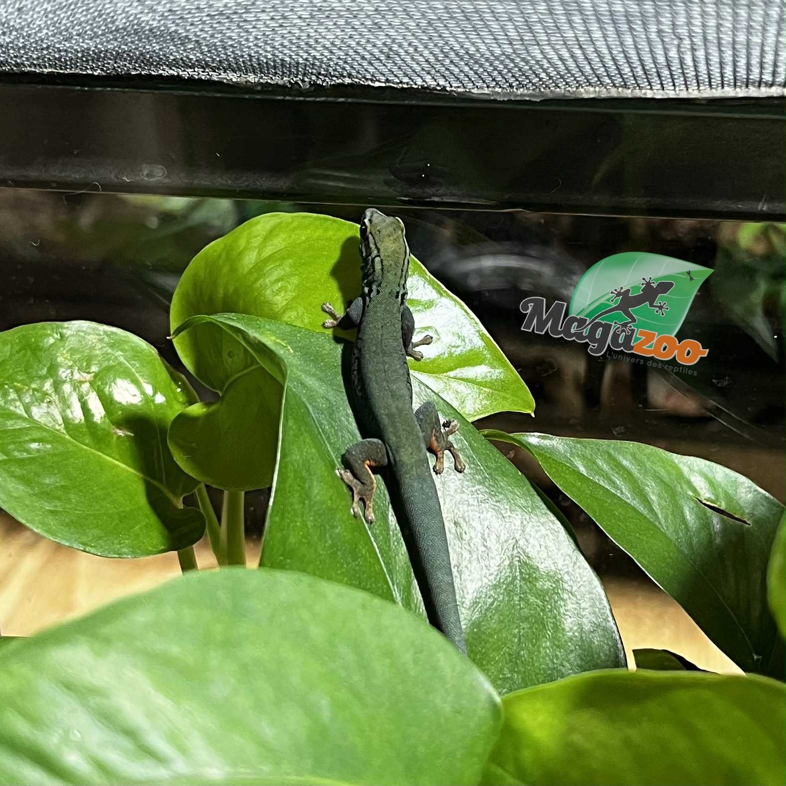 Electric blue day gecko (williamsi) (Male) captive born #2 - Magazoo ...