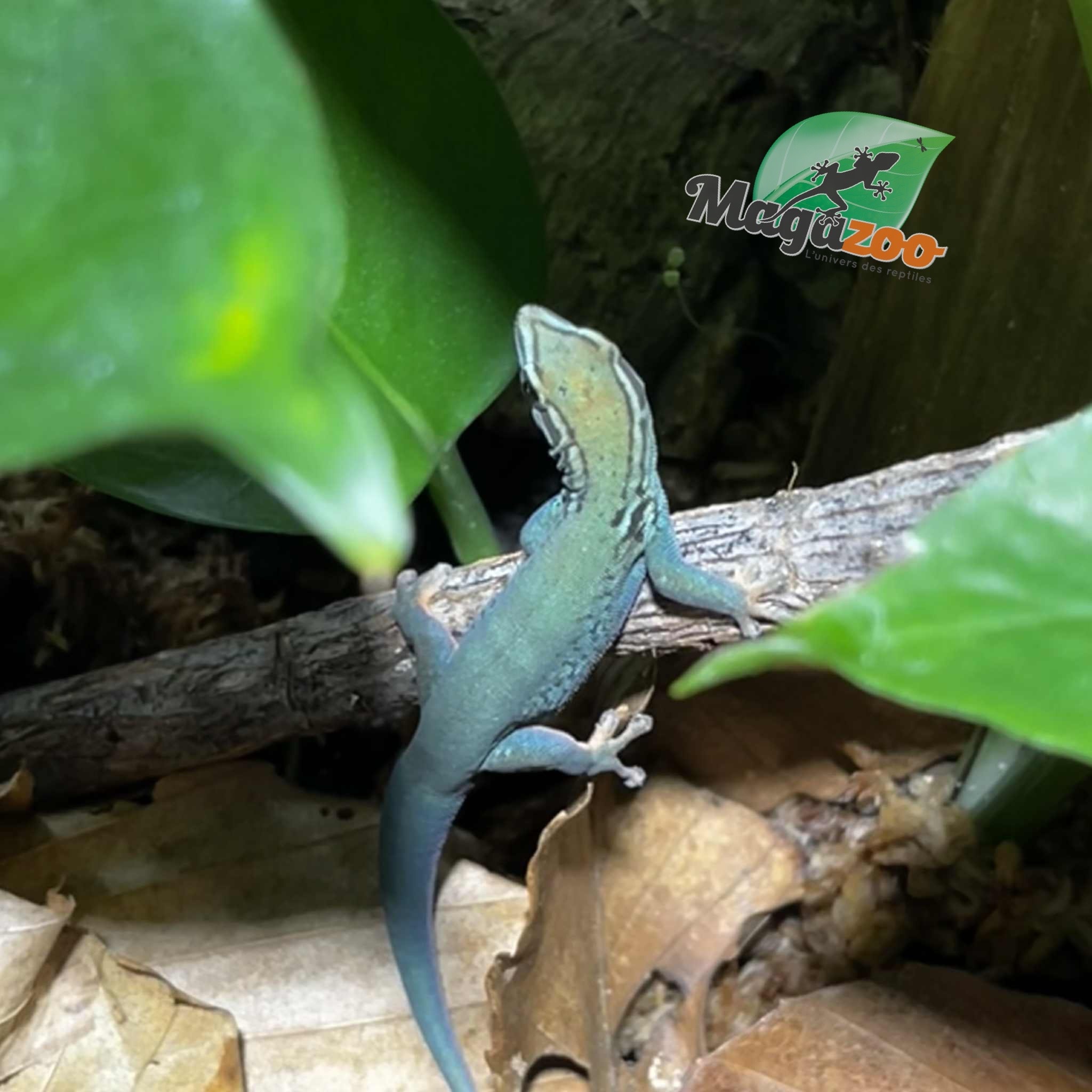 Electric blue day gecko (williamsi) (Male) captive born #2 - Magazoo ...