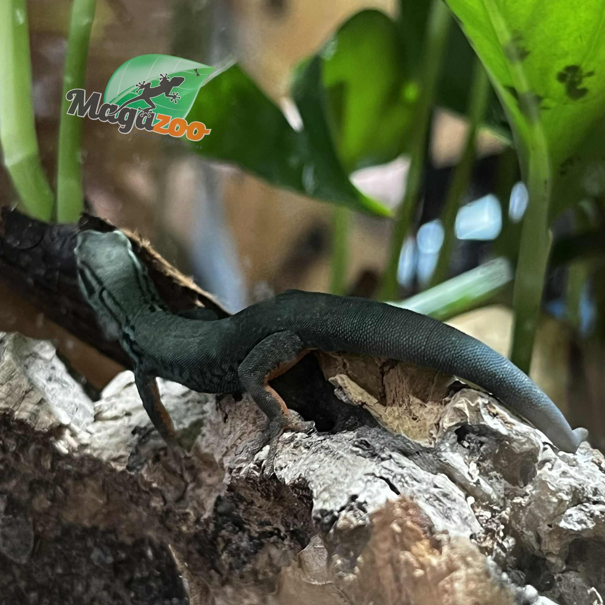 Electric blue day gecko (williamsi) (Male) captive born #2 - Magazoo ...
