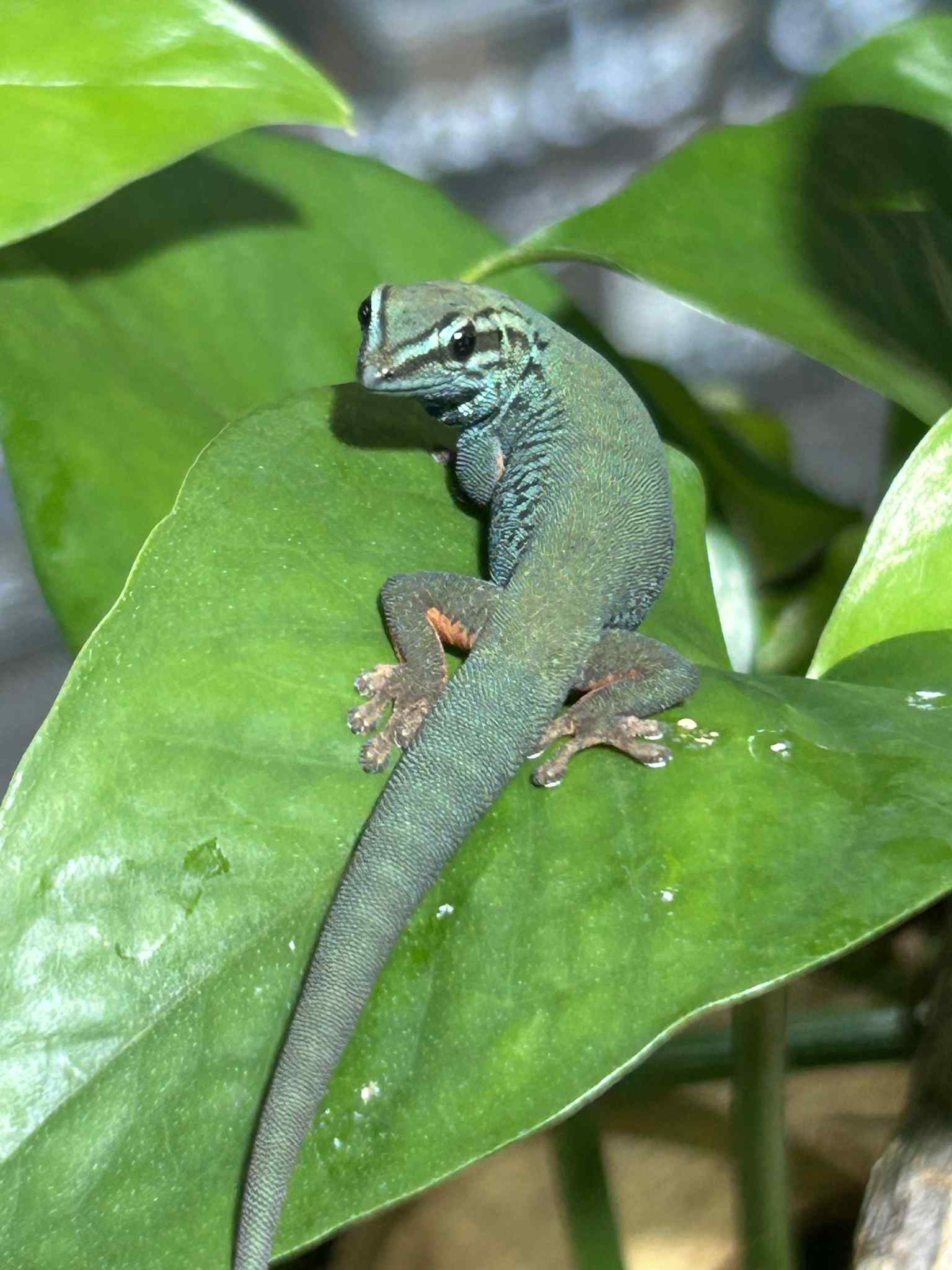 Electric blue day gecko (williamsi) (Male) captive born #2 - Magazoo ...