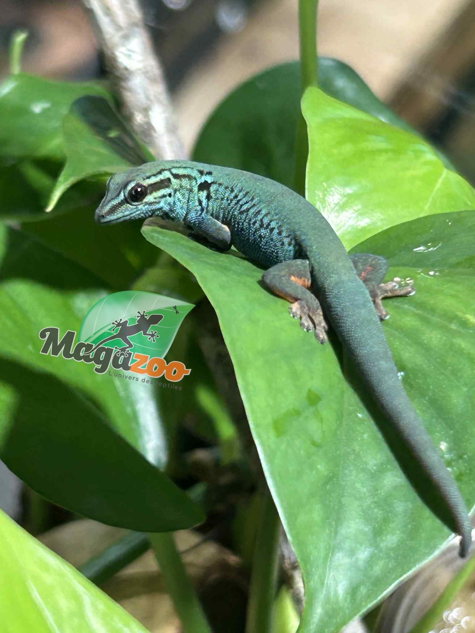 Electric blue day gecko (williamsi) (Male) captive born #2 - Magazoo ...