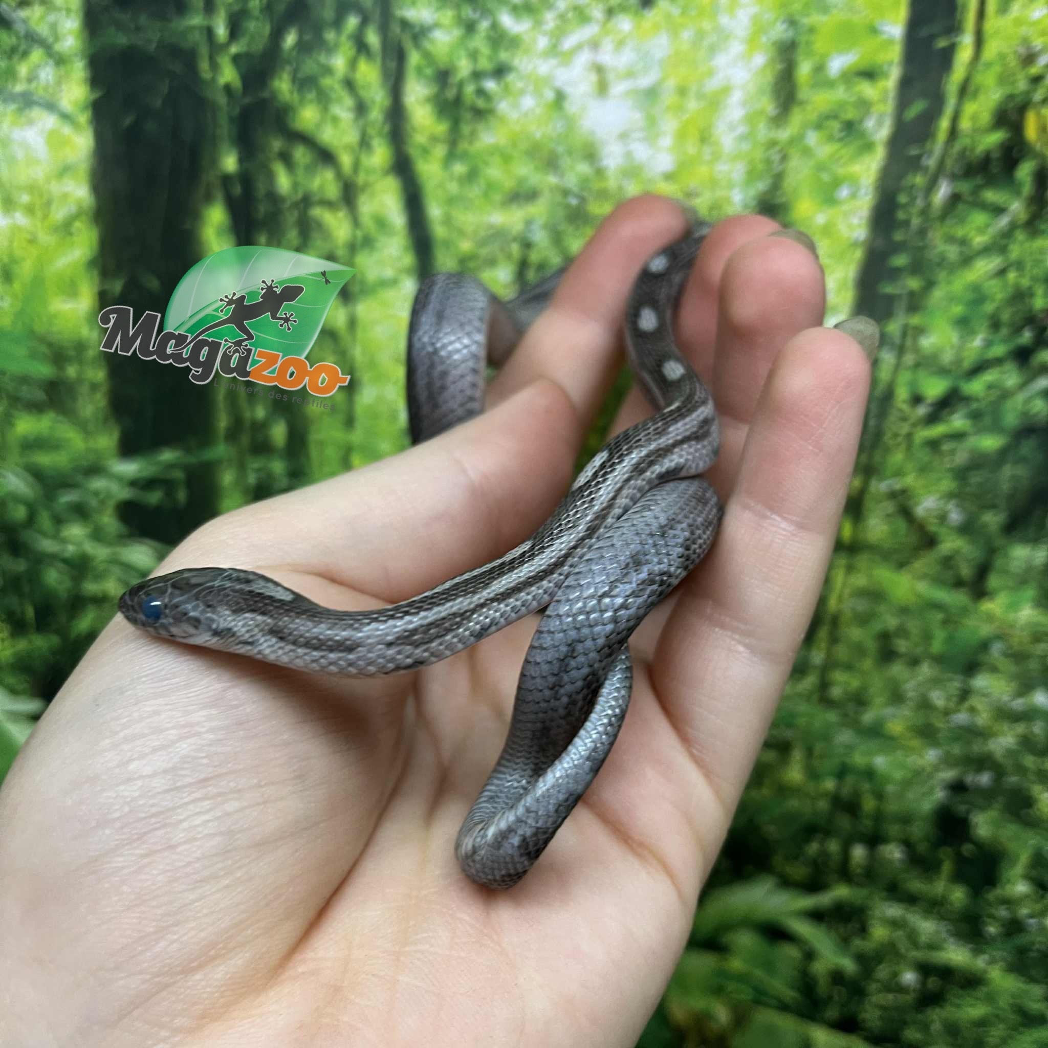 Charcoal Motley Female Corn snake (June 16, 2024) - Magazoo, the ...