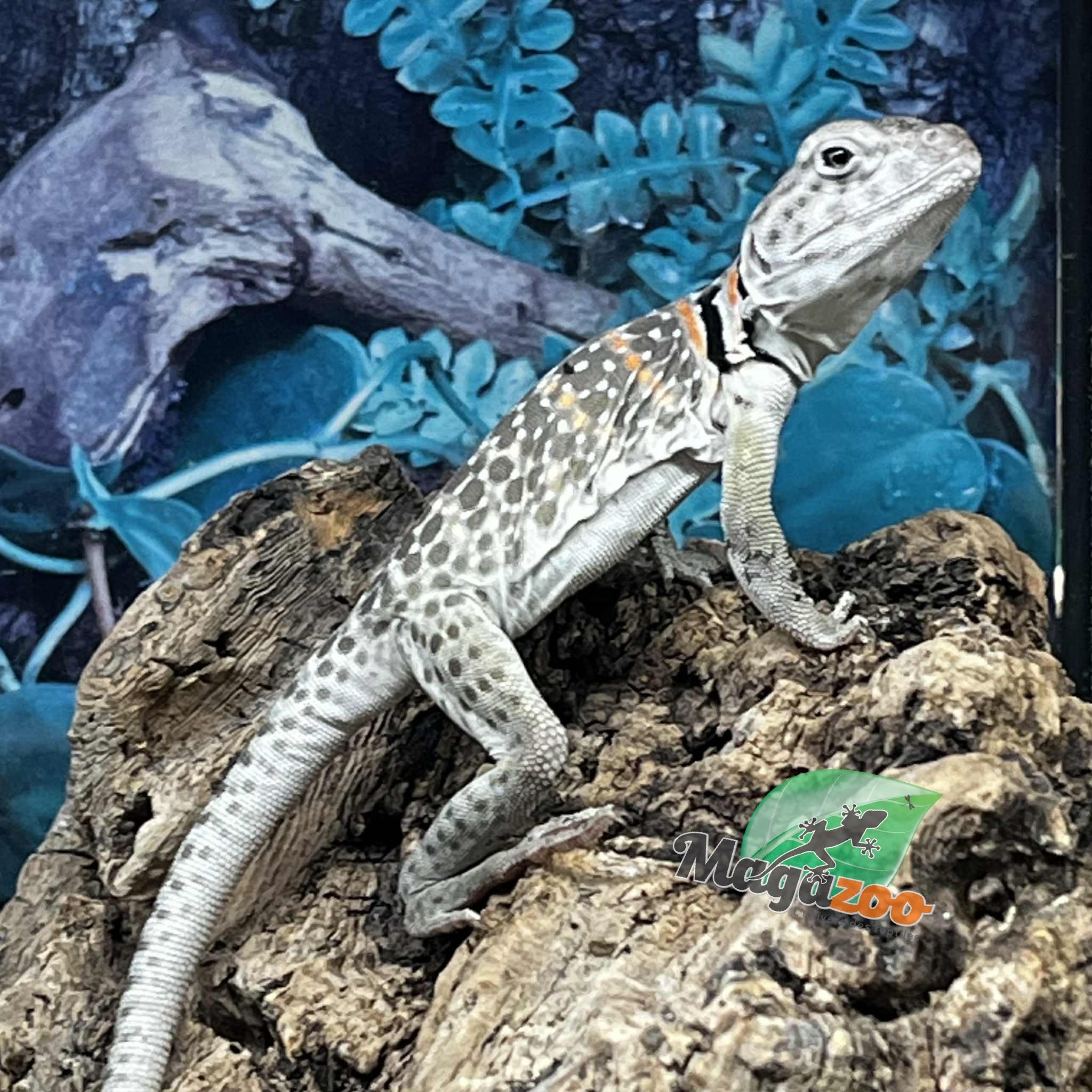 Baby Eastern collard lizard Captive Born (May 2025) #B - Magazoo, the ...