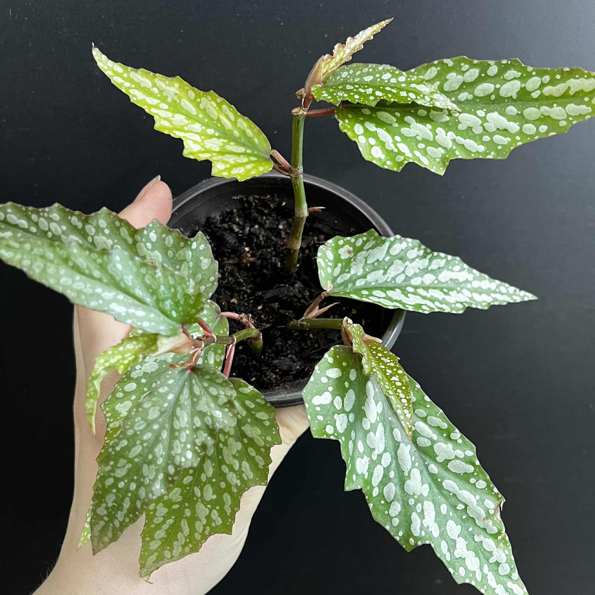 Bégonia Plant 'Silver wings' - Magazoo, the Universe of Reptiles