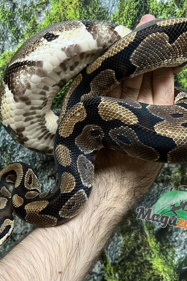 Adoption - 2nd chance - Magazoo, the Universe of Reptiles