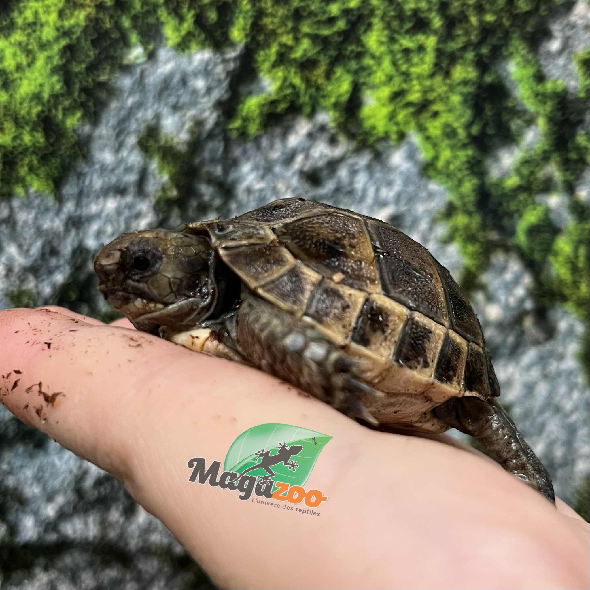 Baby Black Greek tortoise (captive born) #2 - Magazoo, the Universe of ...