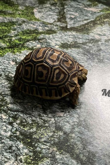 Tortoises - Magazoo, the Universe of Reptiles