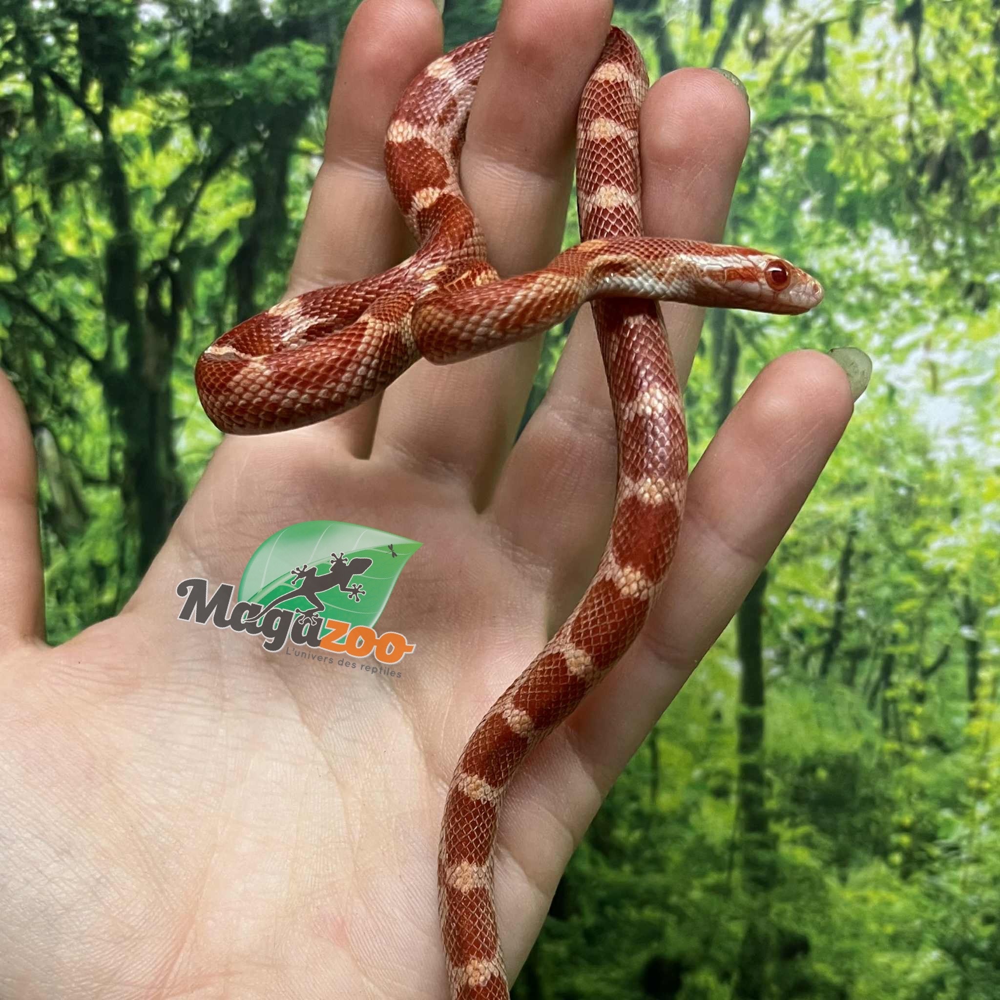 Amel Motley female Corn snake (June 14, 2024) - Magazoo, the Universe of Reptiles