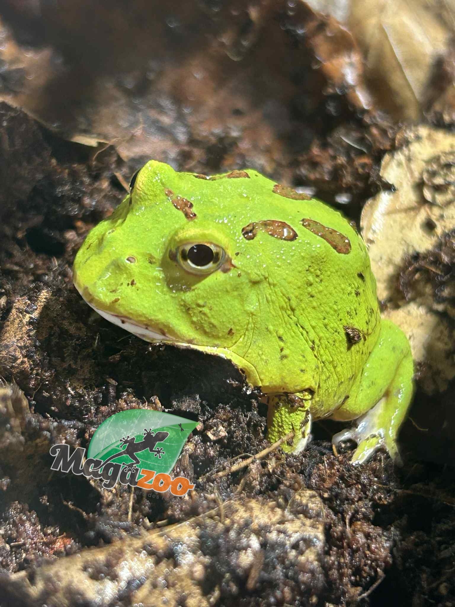 Matcha Green horned frog (PacMan) - Magazoo, the Universe of Reptiles