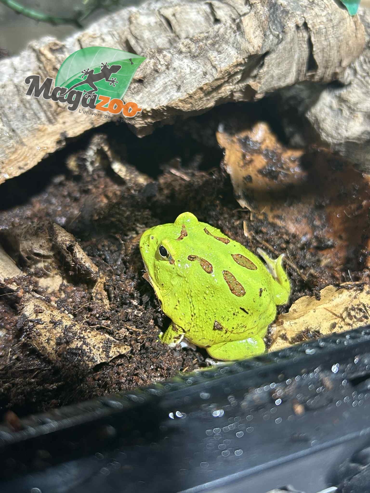 Matcha Green horned frog (PacMan) - Magazoo, the Universe of Reptiles