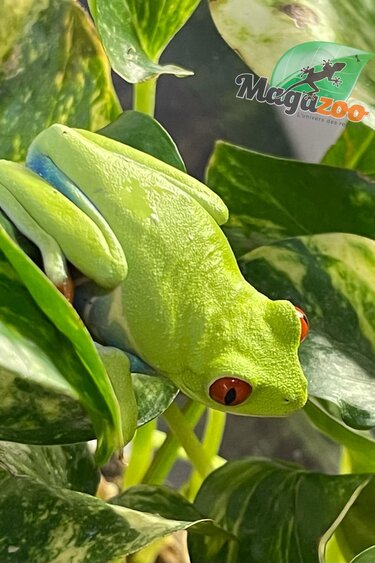 Amphibiens - Magazoo, l'Univers des Reptiles