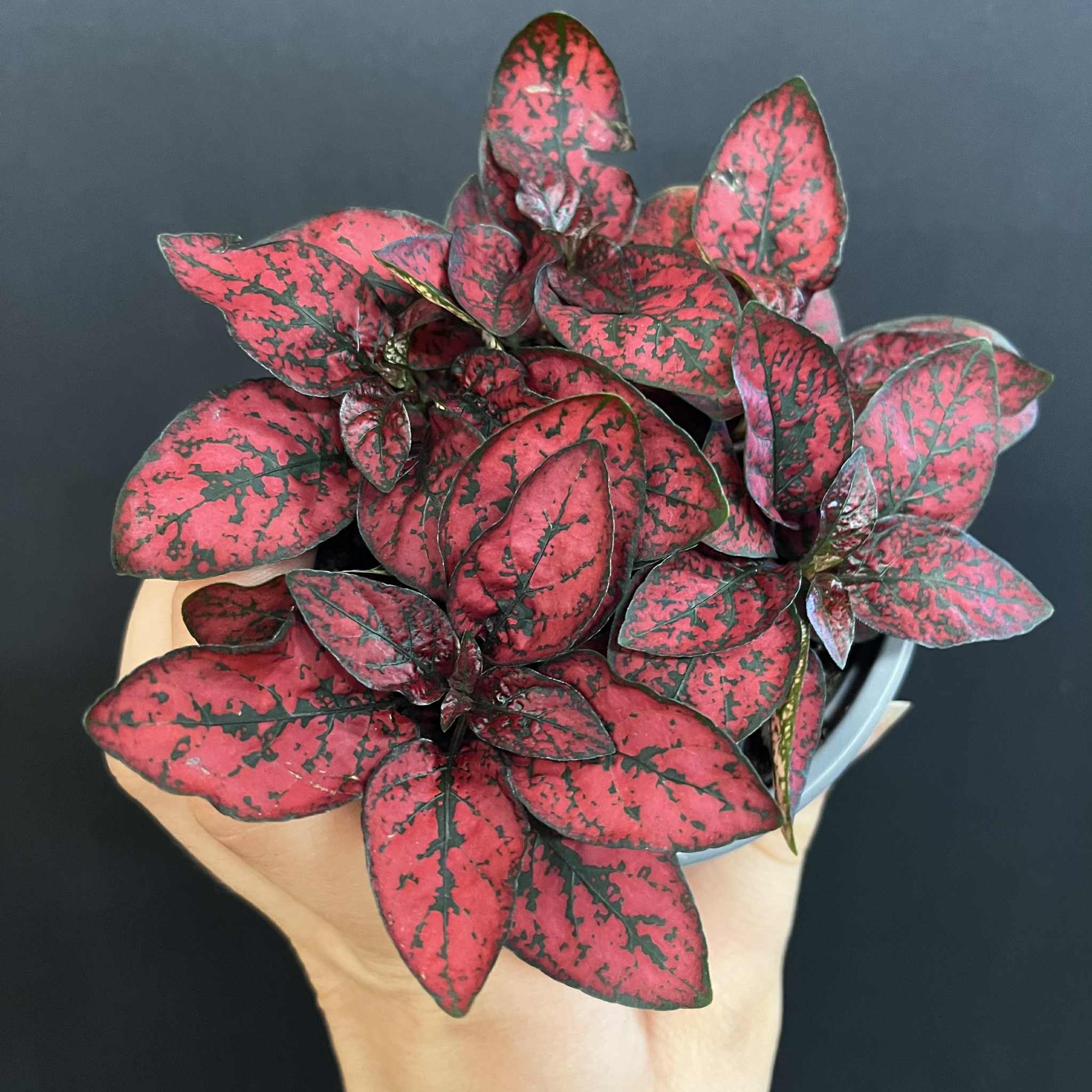 Hypoestes Phyllostachya Plant 'Red' - Magazoo, the Universe of Reptiles