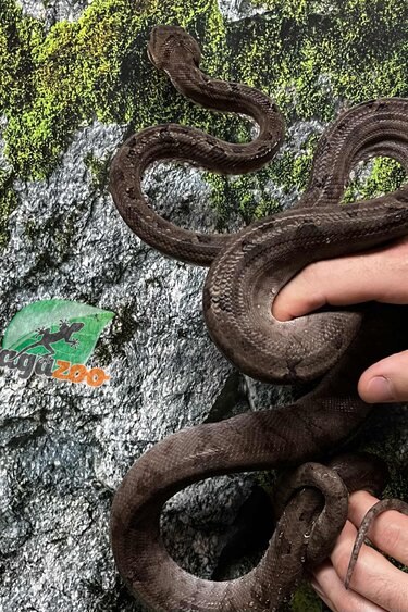 Serpents - Magazoo, l'Univers des Reptiles