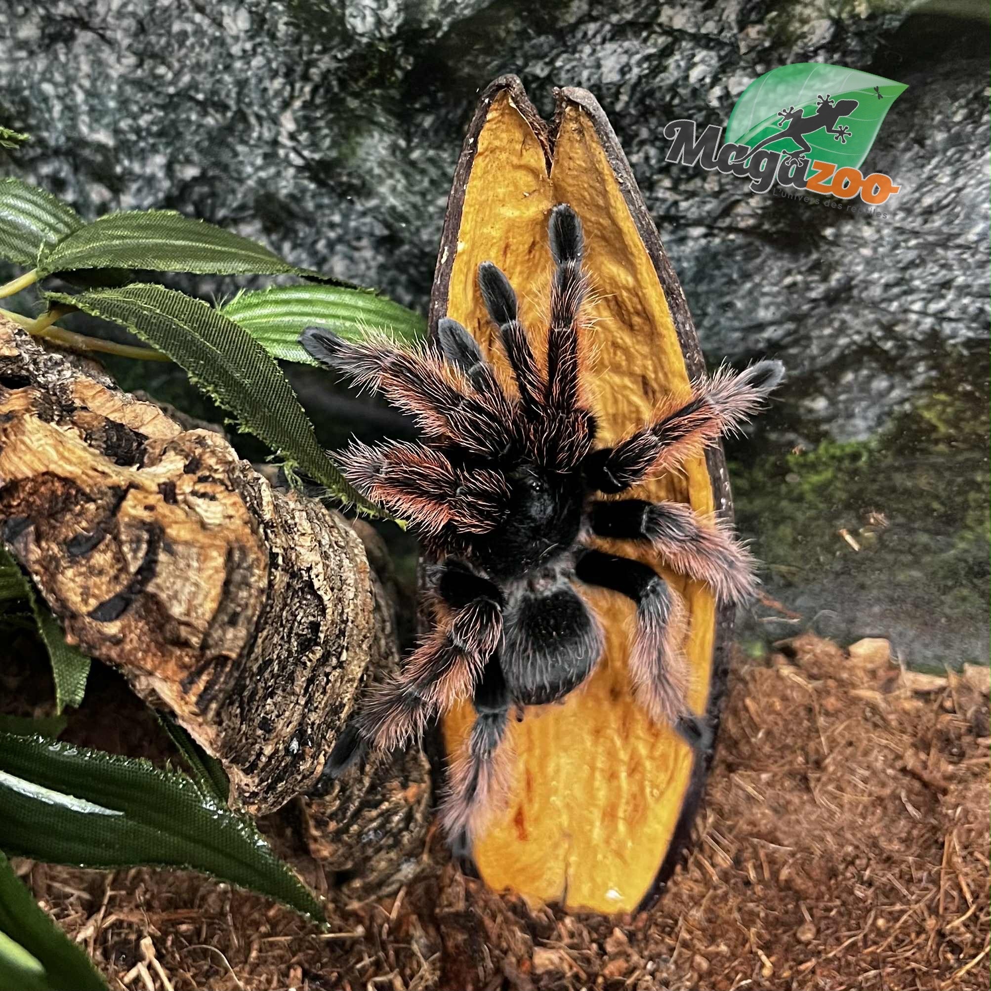 Mexican Pink Tarantula (4'')/Brachypelma klaasi with enclosure ...