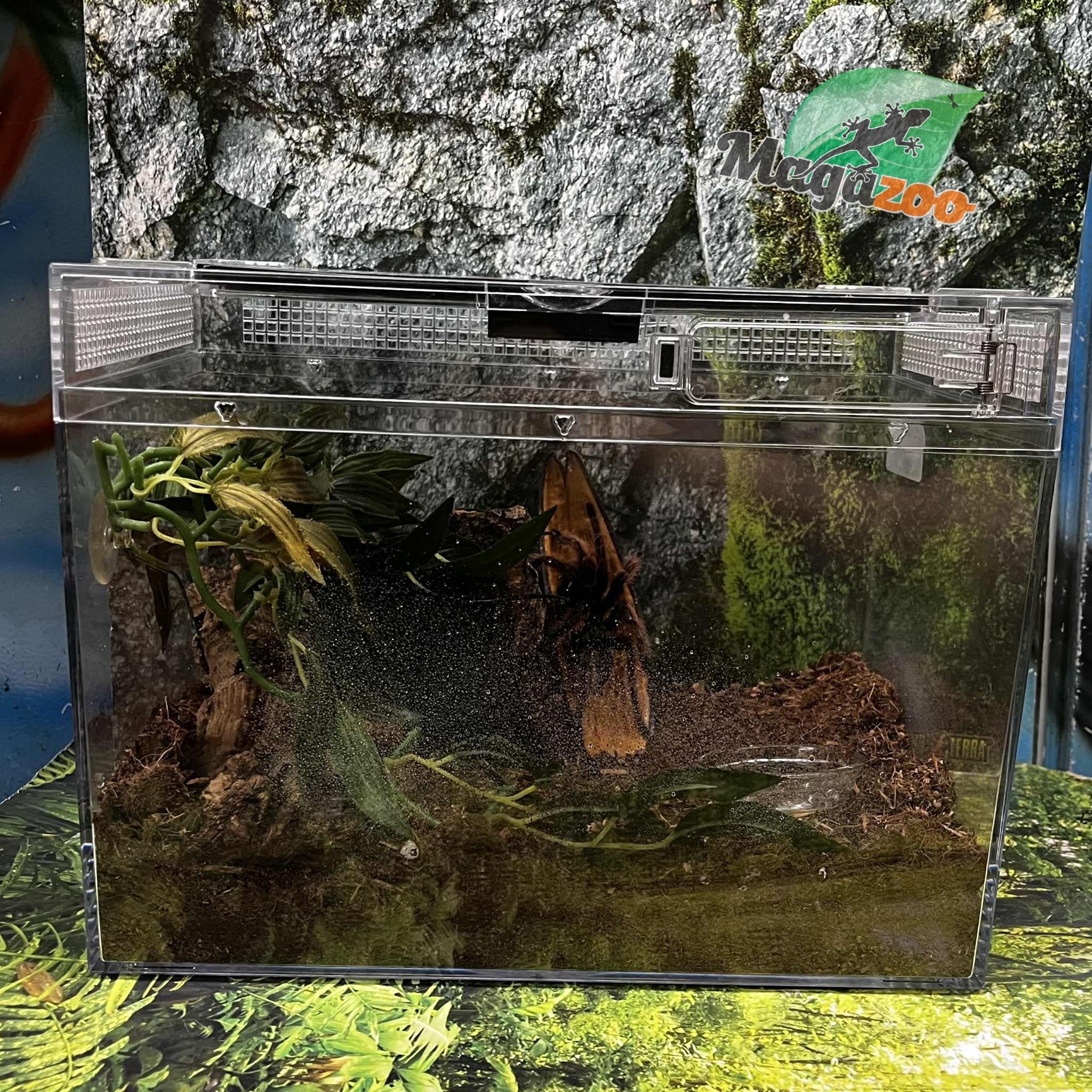 Mexican Pink Tarantula (4'')/Brachypelma klaasi with enclosure ...