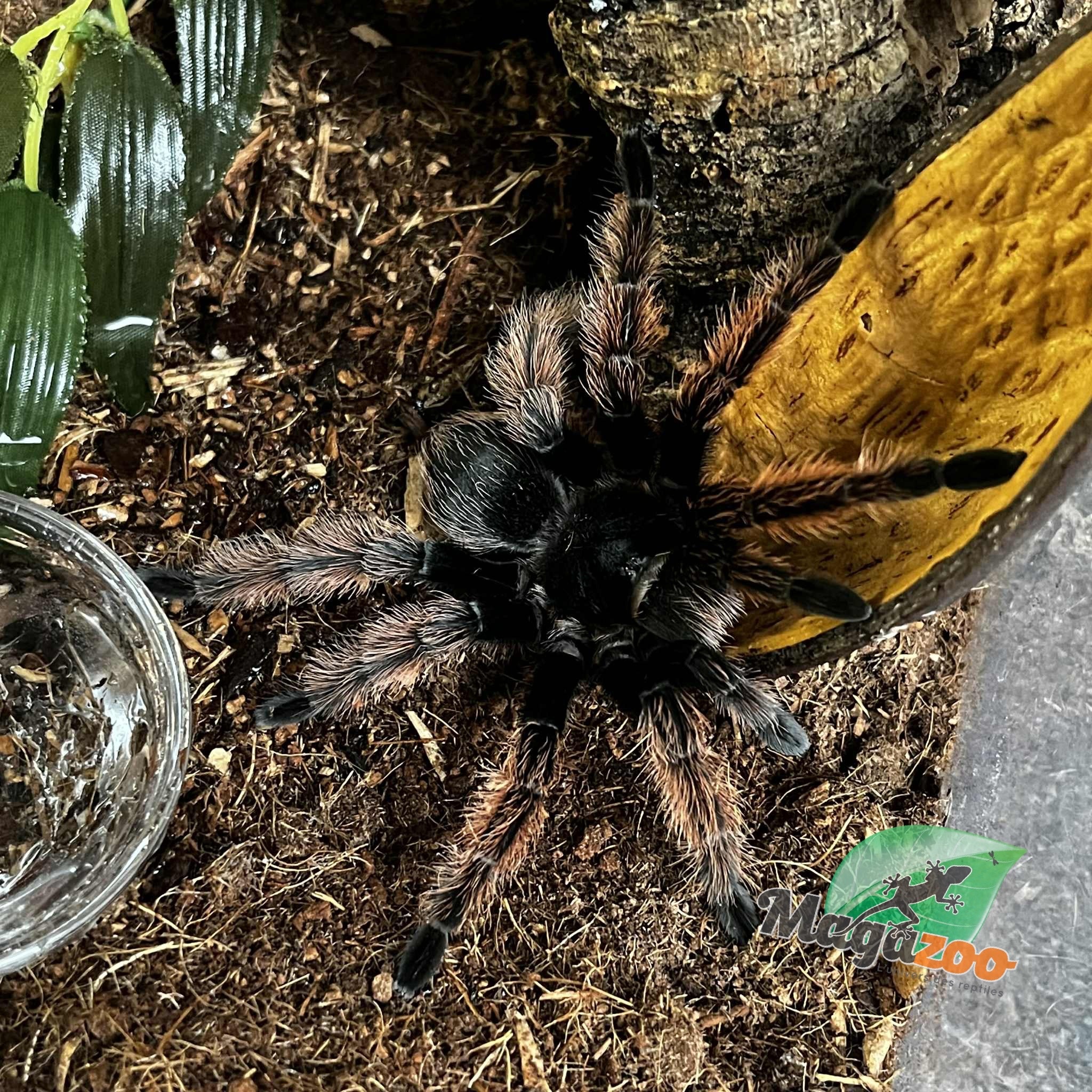Mexican Pink Tarantula (4'')/Brachypelma klaasi with enclosure ...