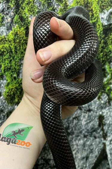 Serpents - Magazoo, l'Univers des Reptiles