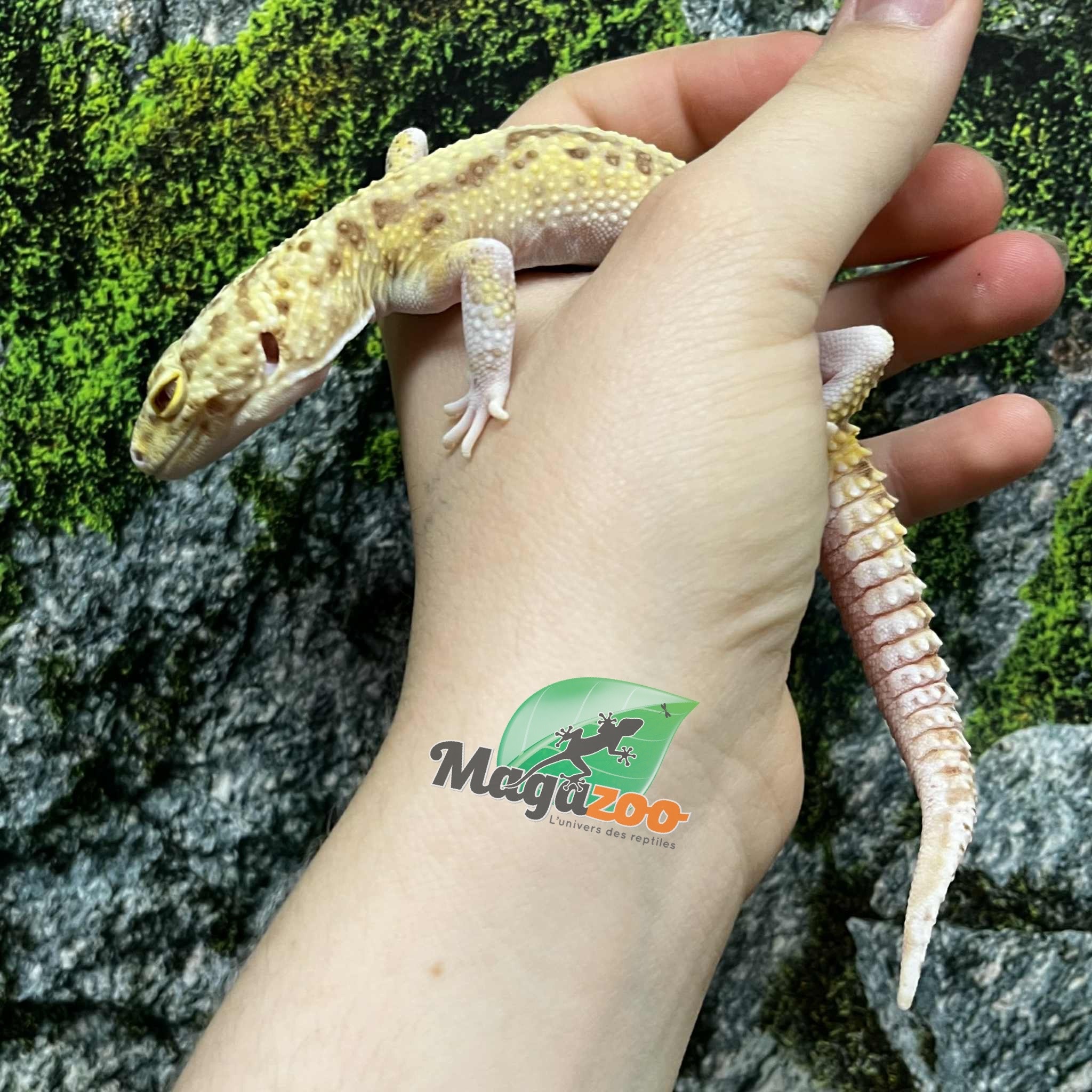 Male Leopard Gecko 6 years old / 2nd chance - Adoption - Magazoo, the ...