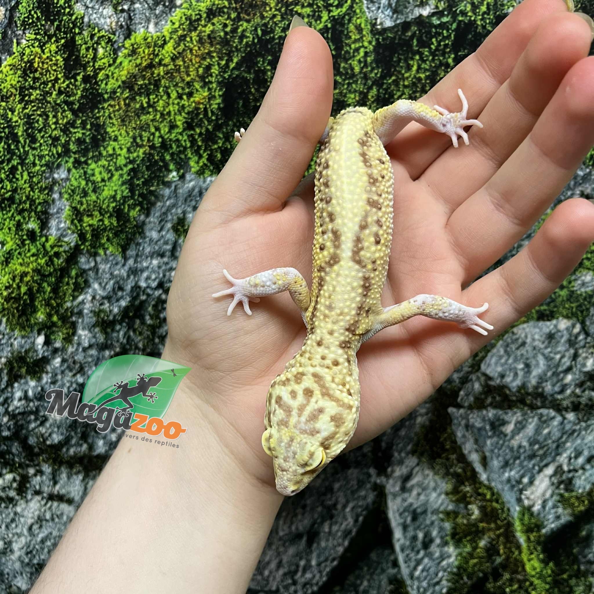 Male Leopard Gecko 6 years old / 2nd chance - Adoption - Magazoo, the ...