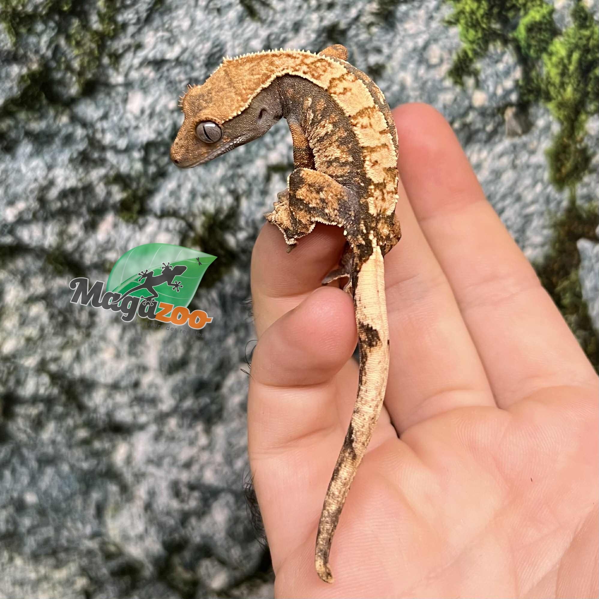 Female Harlequin Juvenile Crested Gecko #3 - Magazoo, the Universe of ...