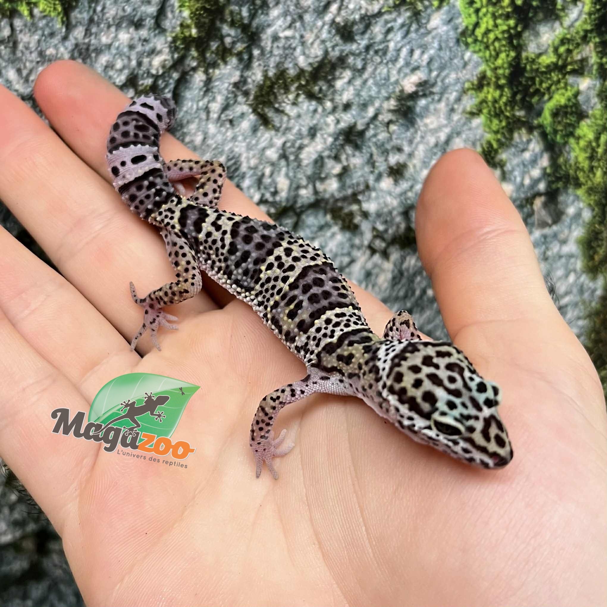 Baby Afghan Leopard Gecko Bred in Captivity - Magazoo, the Universe of ...