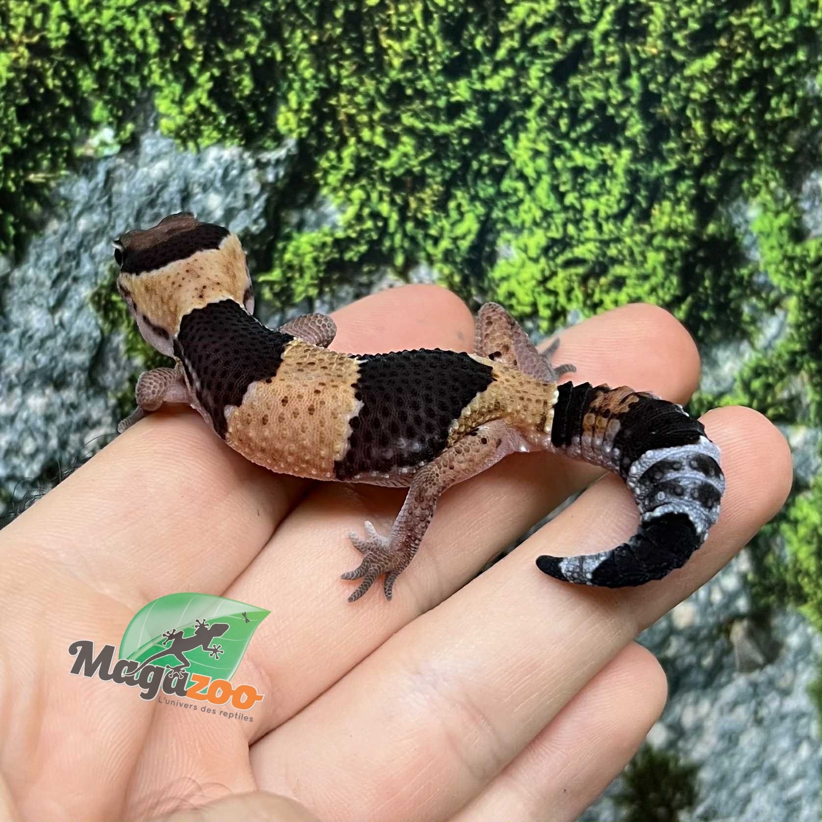 Gecko à queue grasse bébé #2 né en captivité - Magazoo, l'Univers des ...