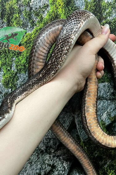 Serpents - Magazoo, l'Univers des Reptiles