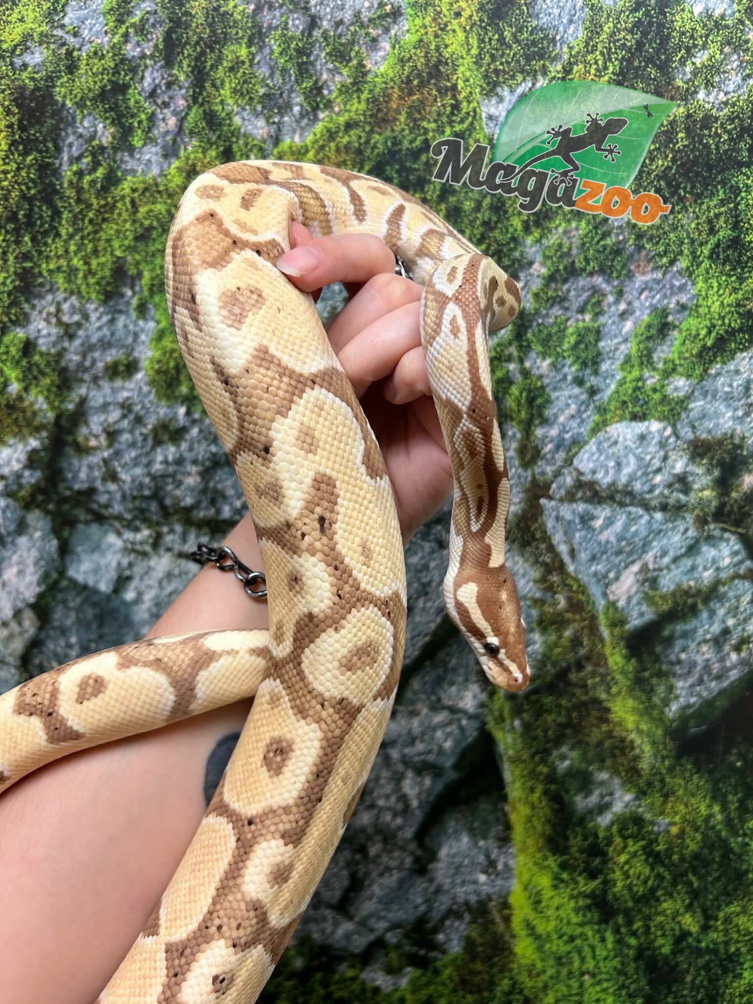 Python royal Banana 5 ans / Adoption - 2ième chance - Magazoo, l'Univers des Reptiles