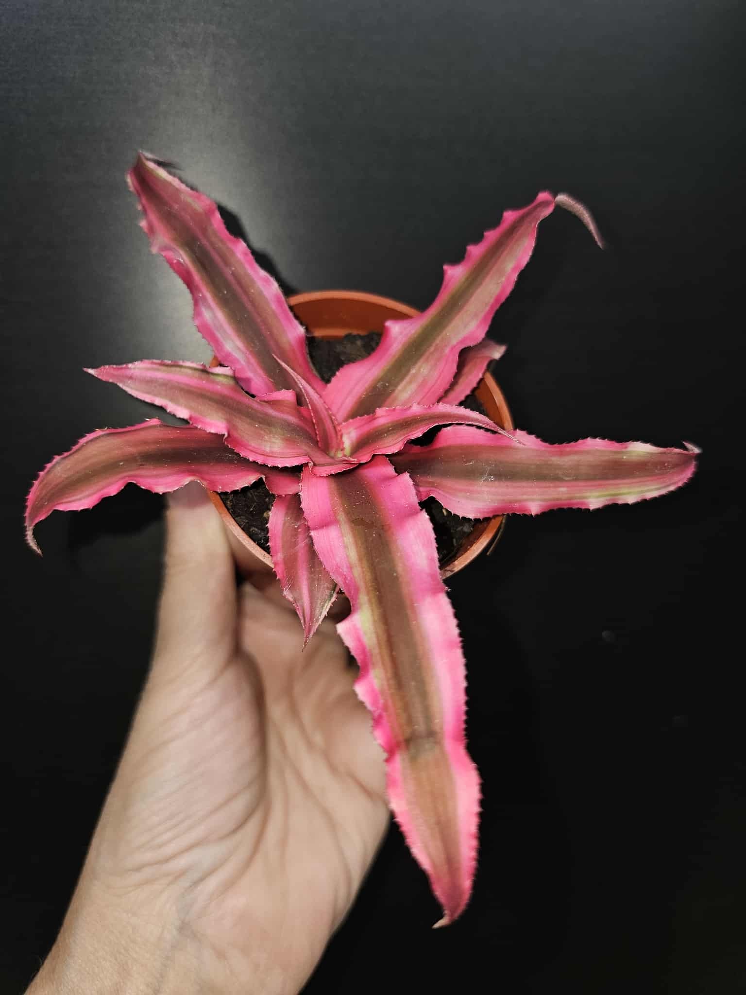 Plante Cryptanthus Bivittatus 'Pink Star' | Plante étoile de mer 6 cm ...