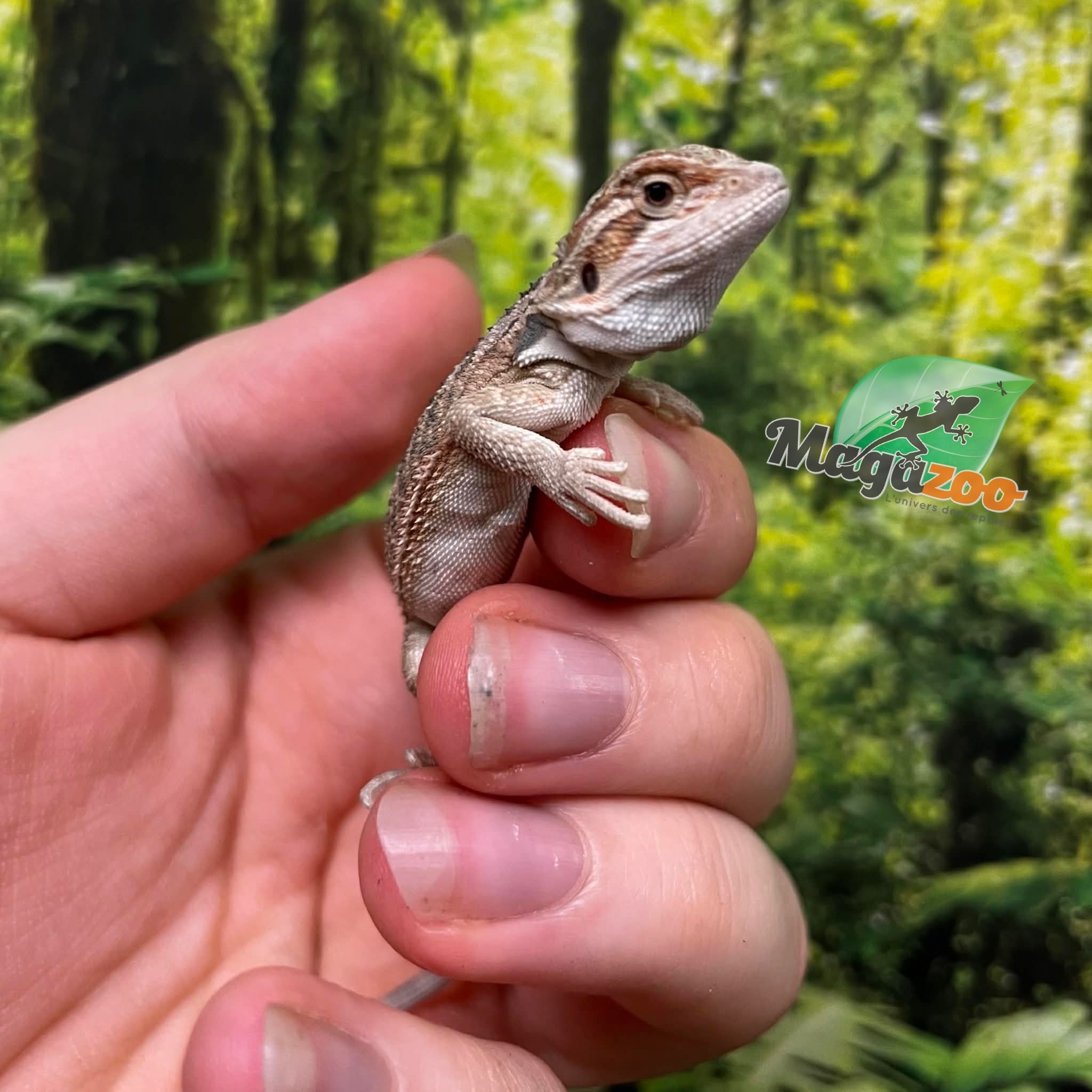 Baby Female Red Bearded dragon #10 - Magazoo, the Universe of Reptiles