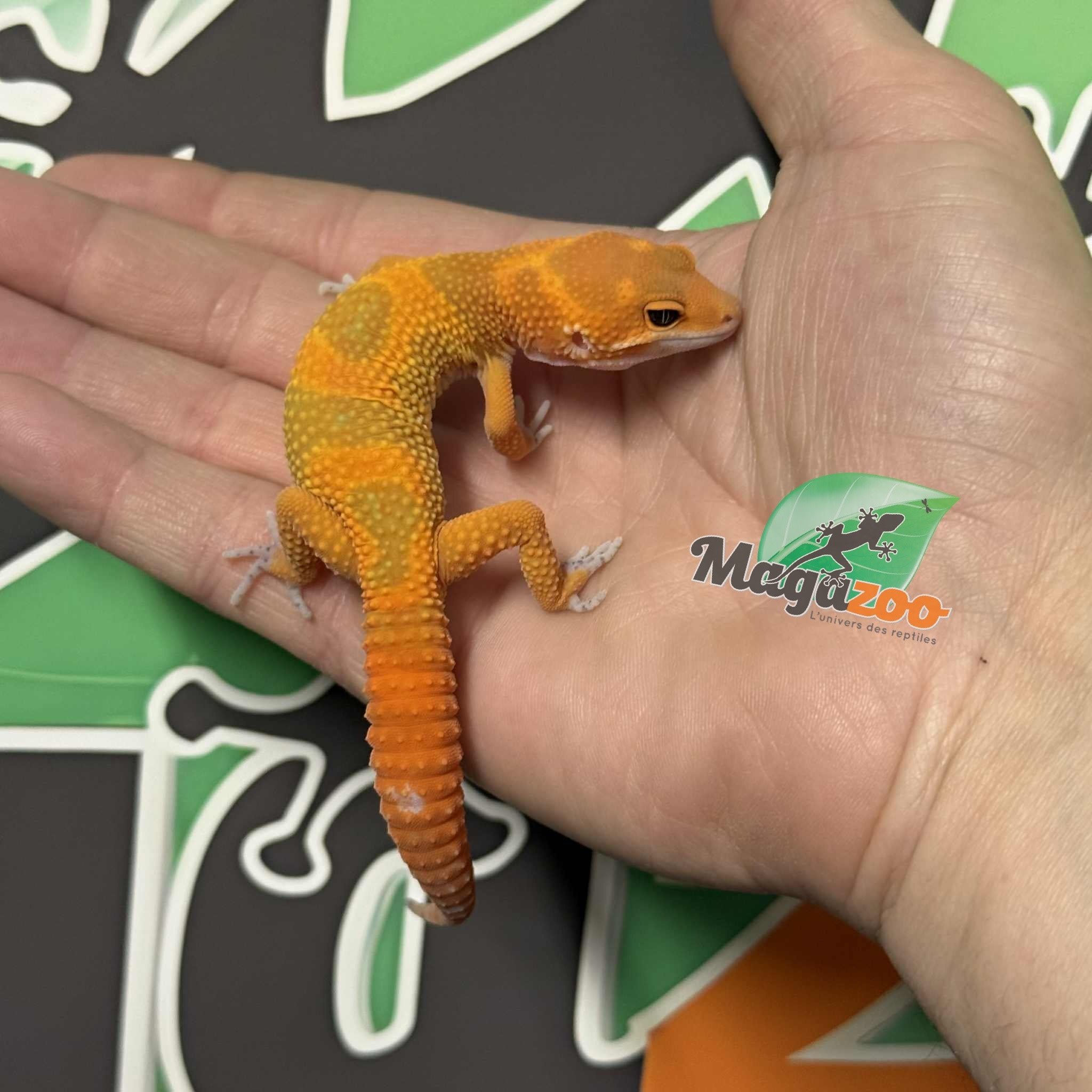 Mandarin Emerine Male Leopard gecko 10/21/25 - Magazoo, the Universe of ...