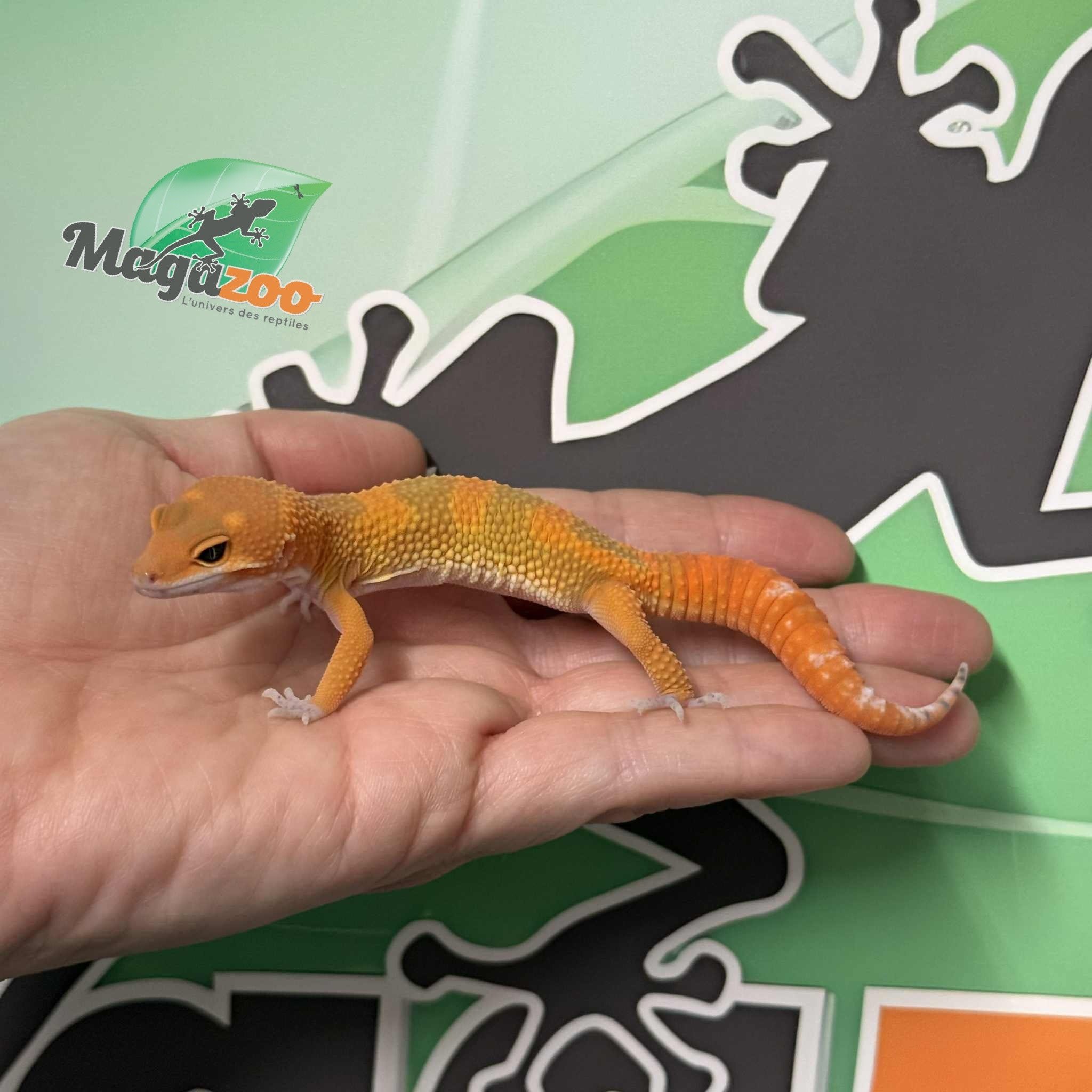 Mandarin Emerine Male Leopard gecko 10/21/25 - Magazoo, the Universe of ...